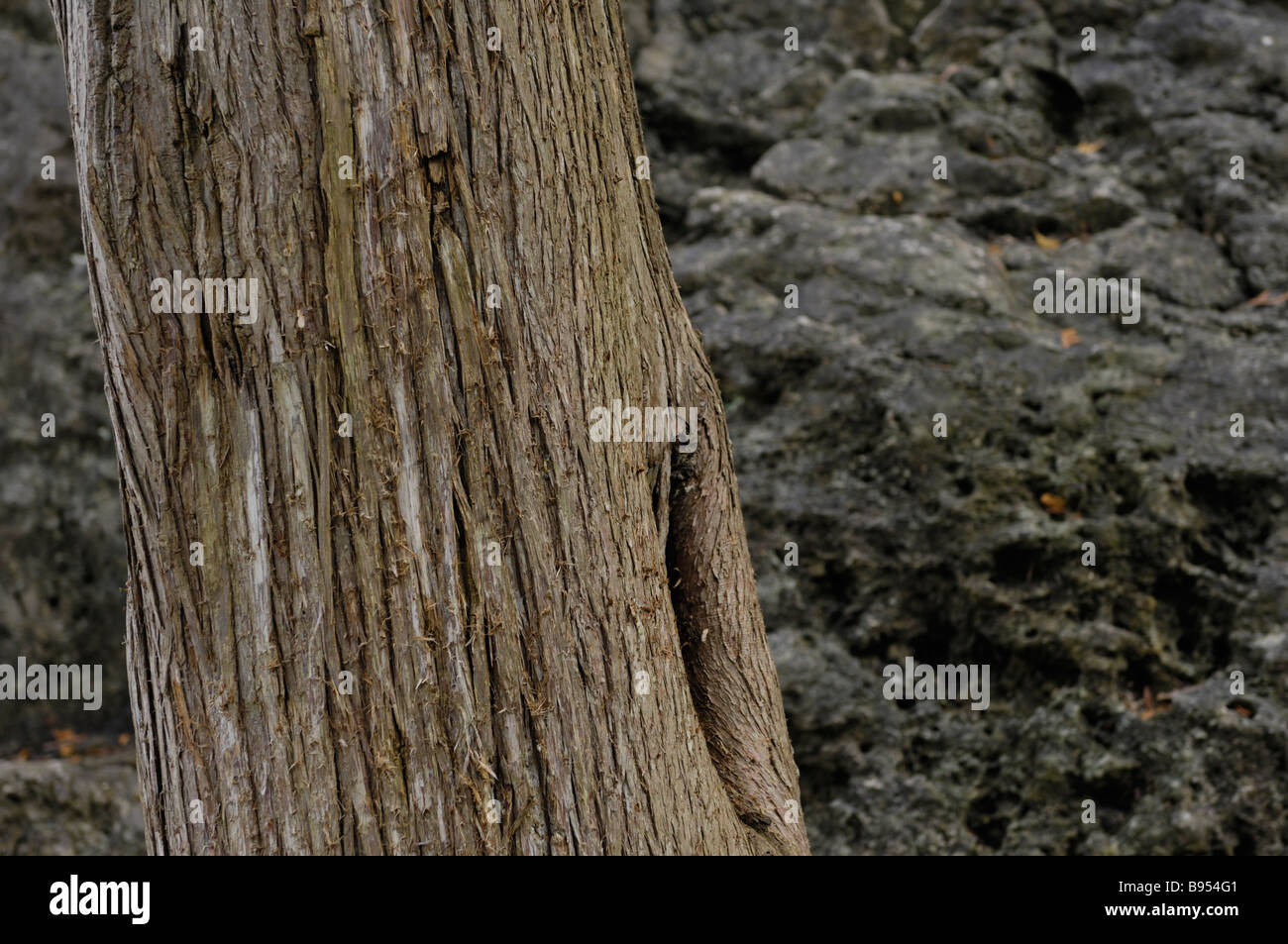 Tree tronc Banque de photographies et d’images à haute résolution - Alamy