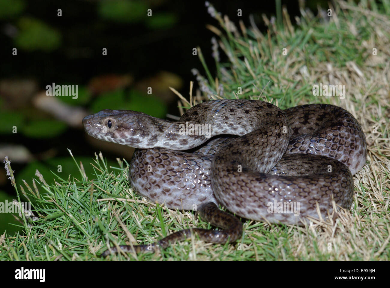 Aux yeux de chat malgache Madagascarophis colubrinus (serpent) à bord d ...