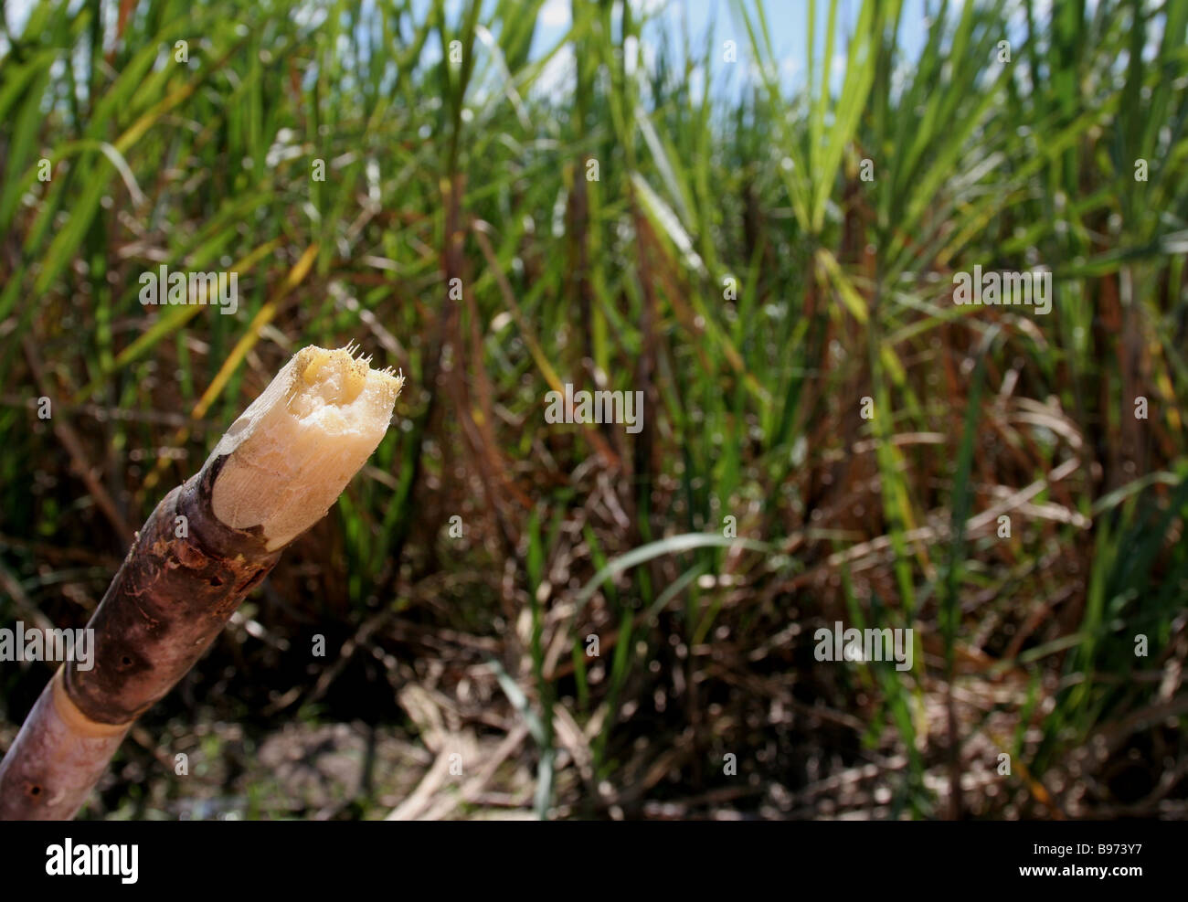 Canne à sucre Banque de photographies et d’images à haute résolution ...