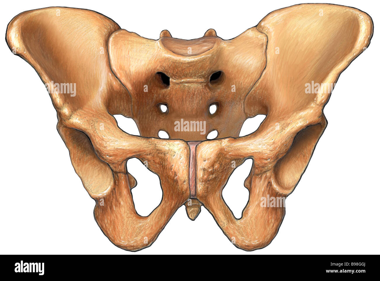 Bassin anatomy Banque de photographies et d’images à haute résolution ...