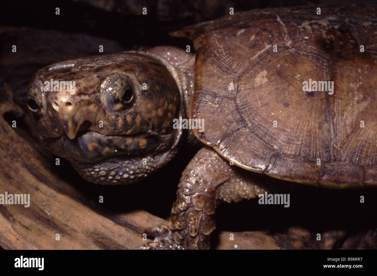 Platysternon megacephalum Banque de photographies et d’images à haute ...