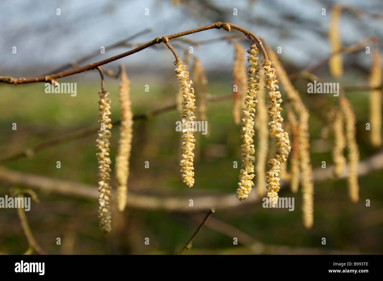 Chatons de noisetier Banque de photographies et d’images à haute ...