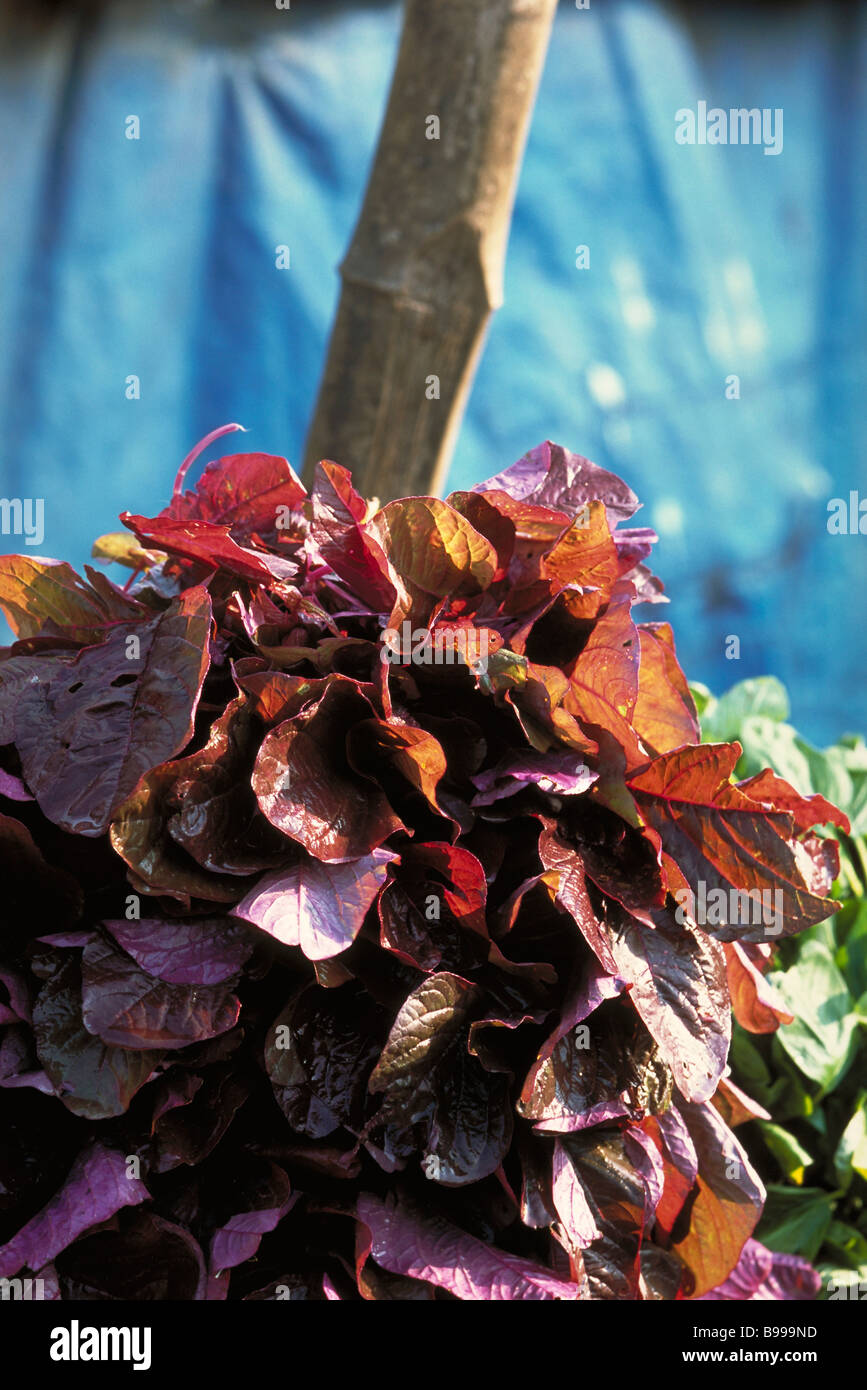 Kenaf plant Banque de photographies et d’images à haute résolution - Alamy