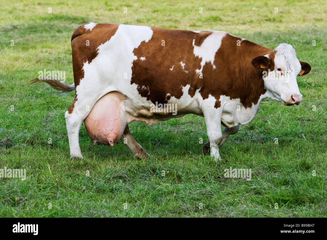 Montbeliarde les vaches Banque de photographies et d’images à haute ...
