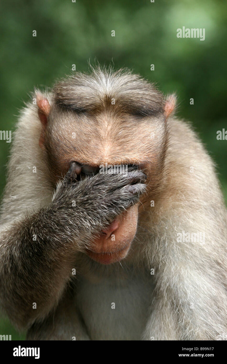 Hiérarchie des macaques Banque de photographies et d’images à haute ...