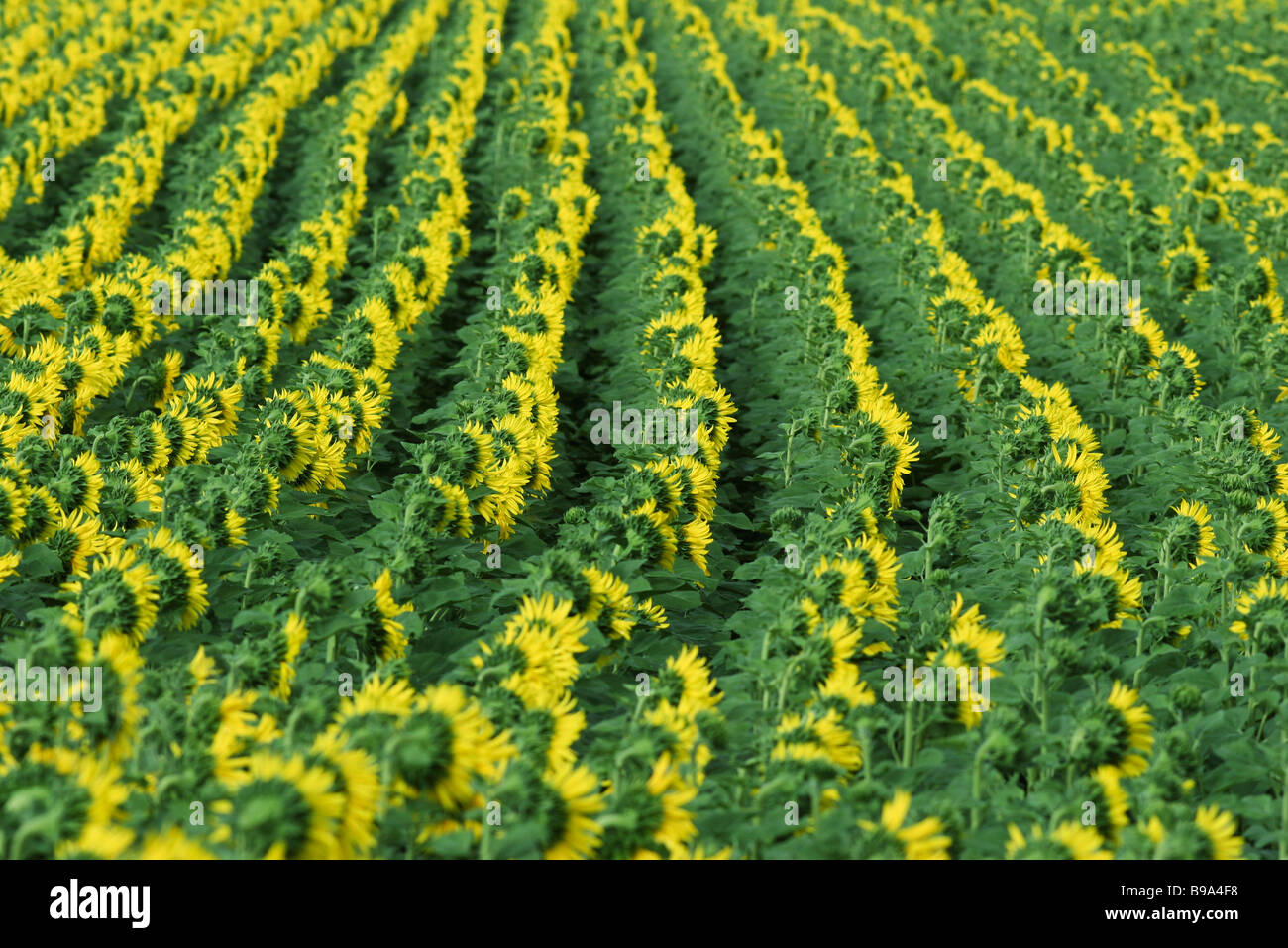Image De Tournesol Banque d'image et photos - Alamy