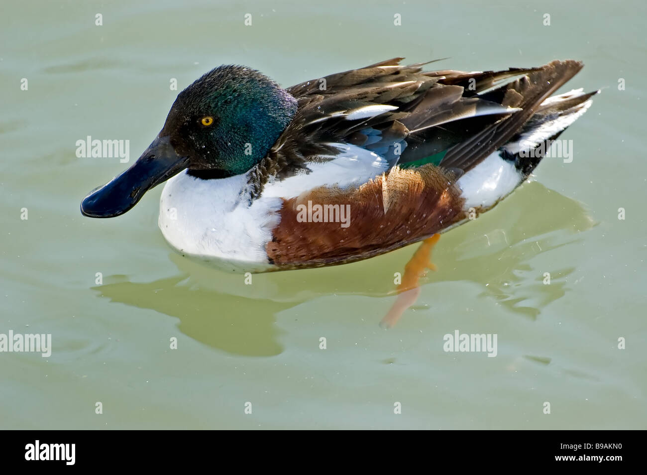 Animal canard Banque de photographies et d’images à haute résolution ...