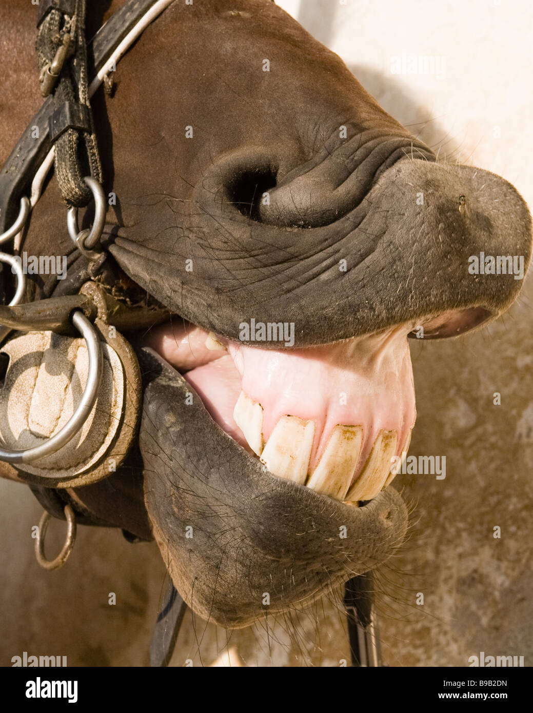 Cheval bouche Banque de photographies et d’images à haute résolution ...