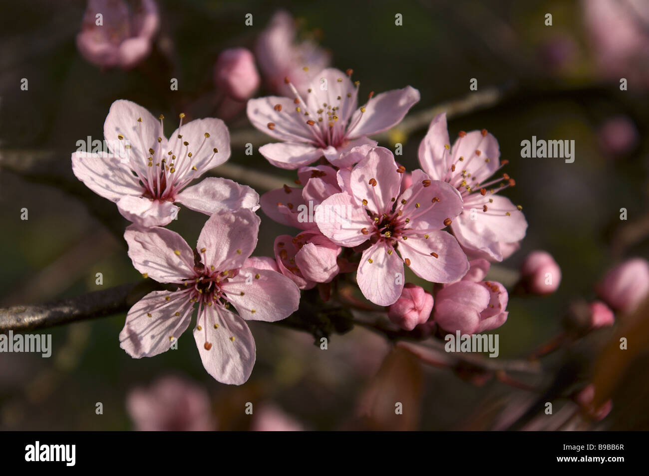 Prunus cerasifera pissardii Banque de photographies et d’images à haute ...