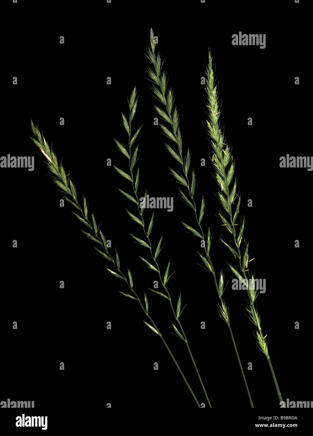 Ray grass anglais Banque de photographies et d’images à haute ...