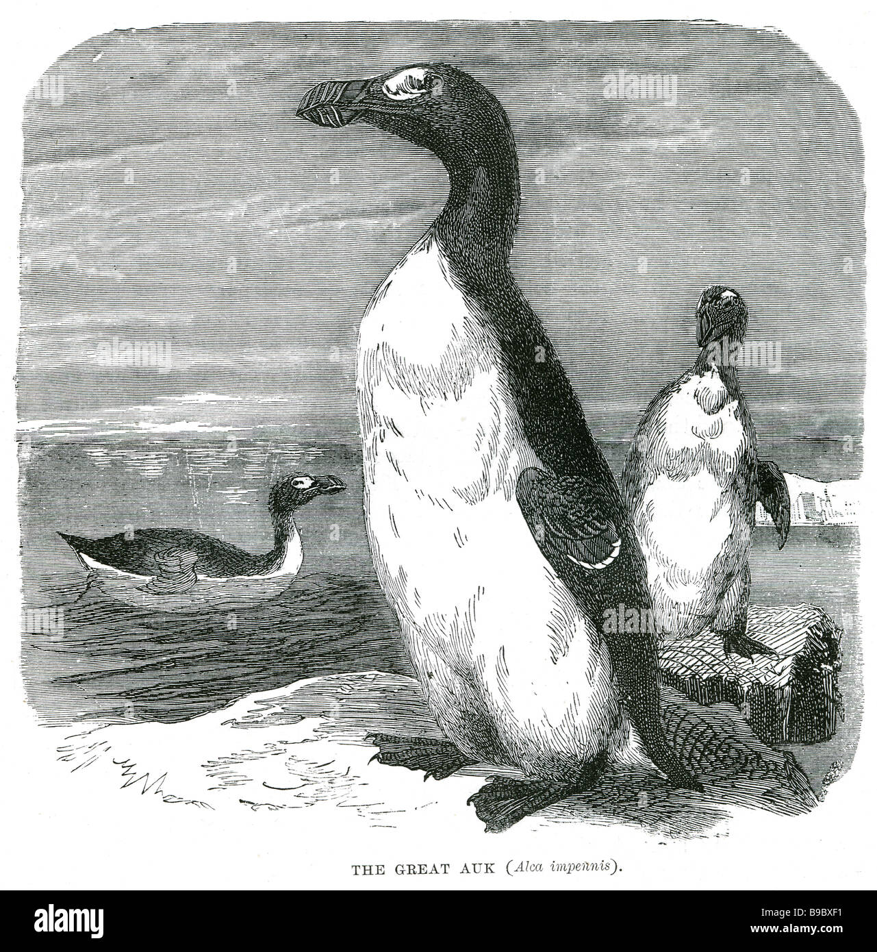 Pinguin portrait Banque d'images détourées - Alamy