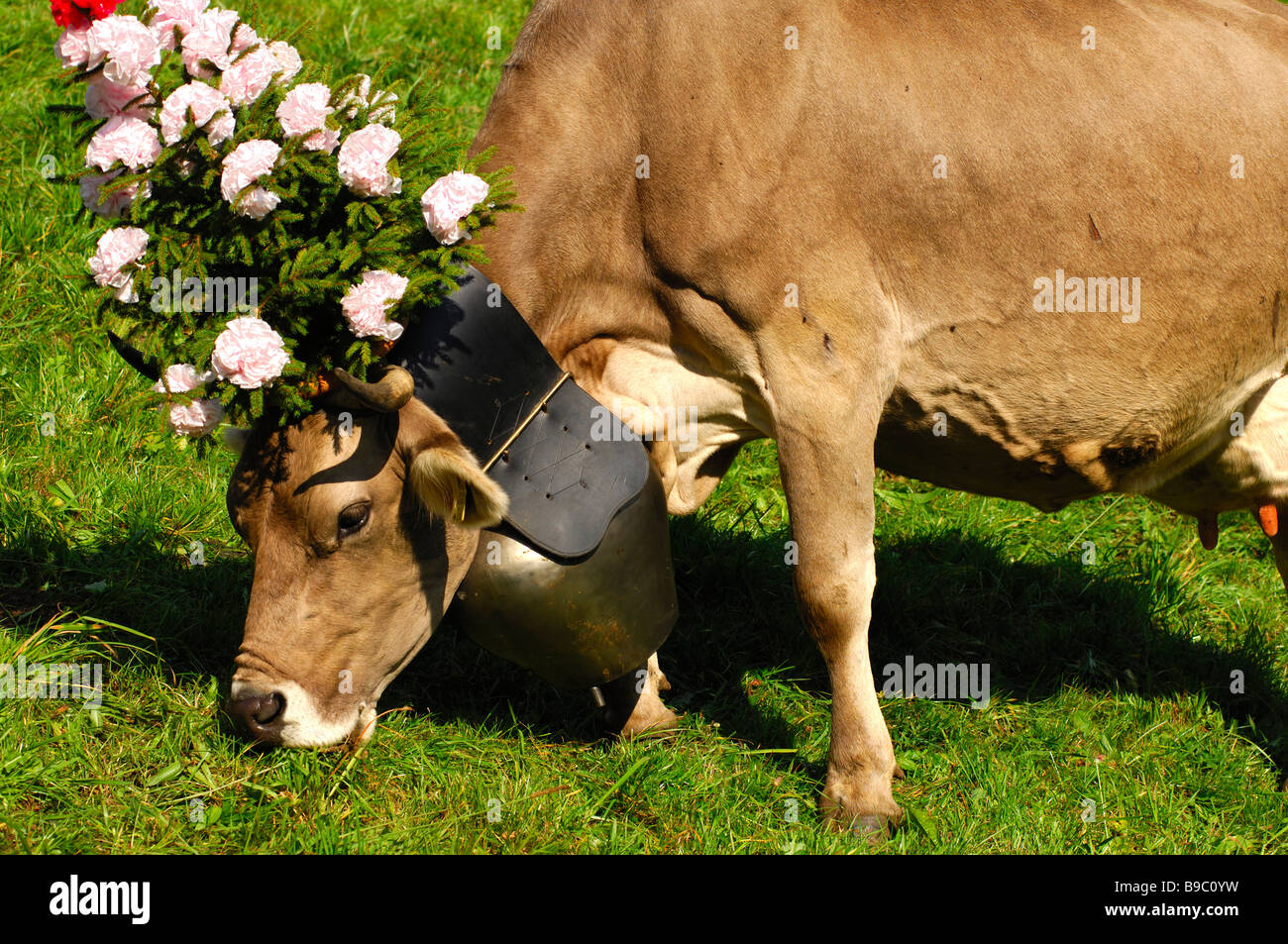 Cloches de vaches suisses Banque de photographies et d’images à haute ...