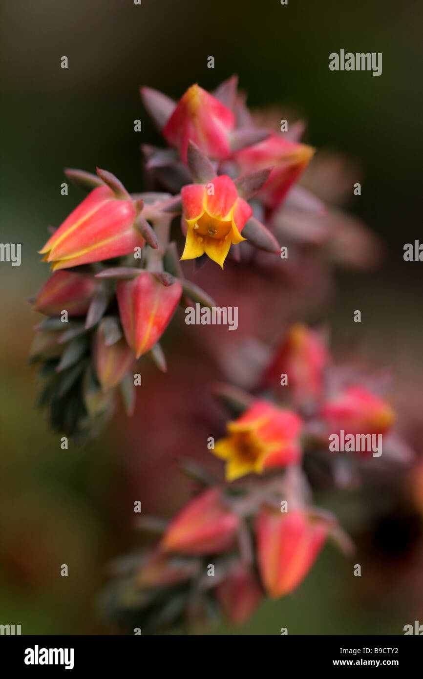 Echeveria glauca Banque de photographies et d’images à haute résolution - Alamy