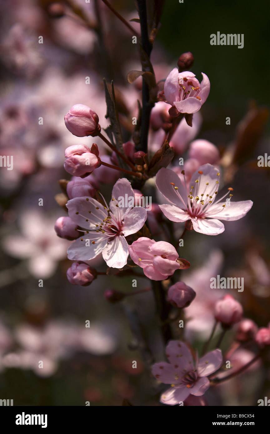 Prunus cerasifera pissardii Banque de photographies et d’images à haute ...