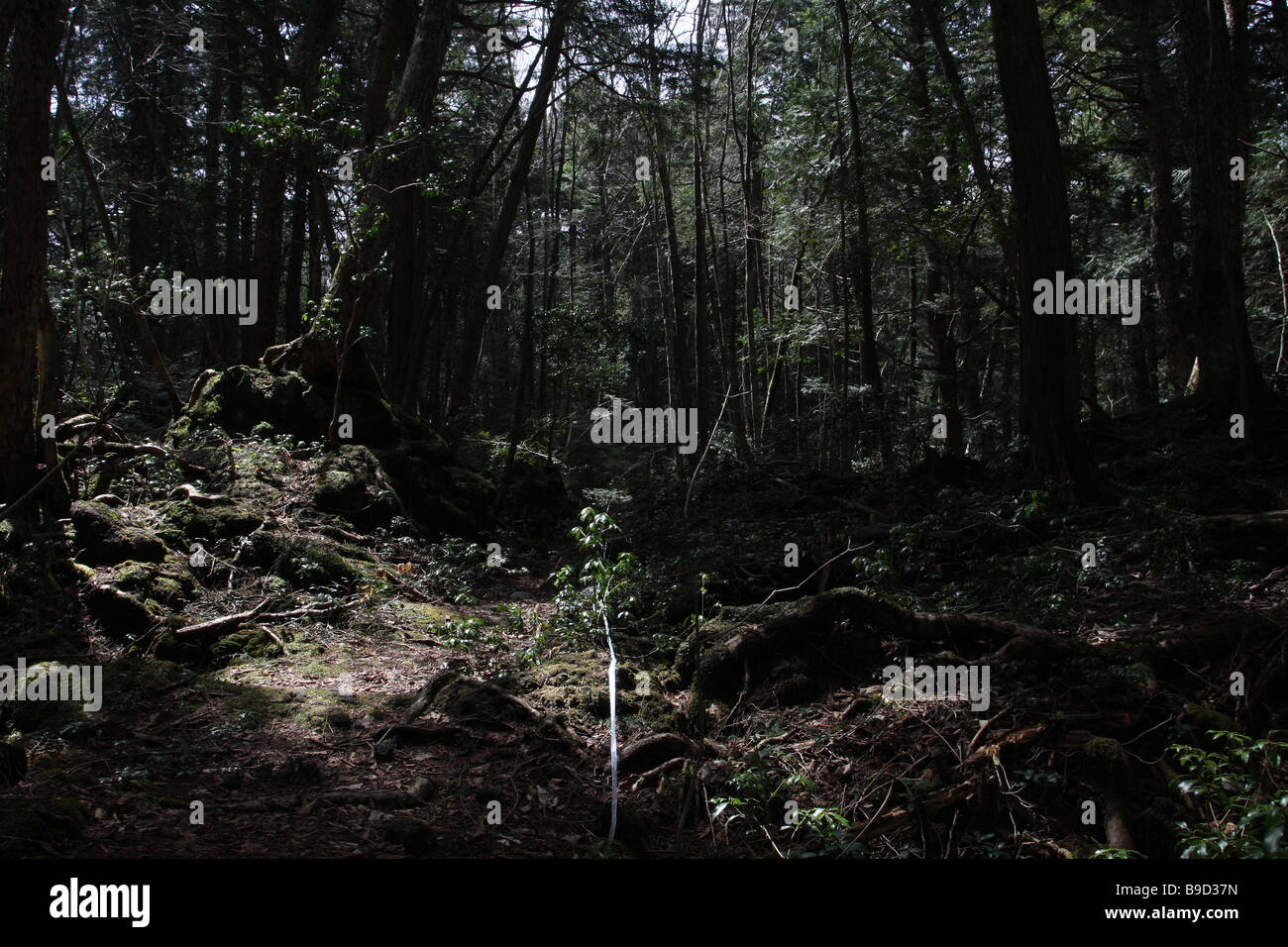 Aokigahara forest japan Banque de photographies et d’images à haute ...