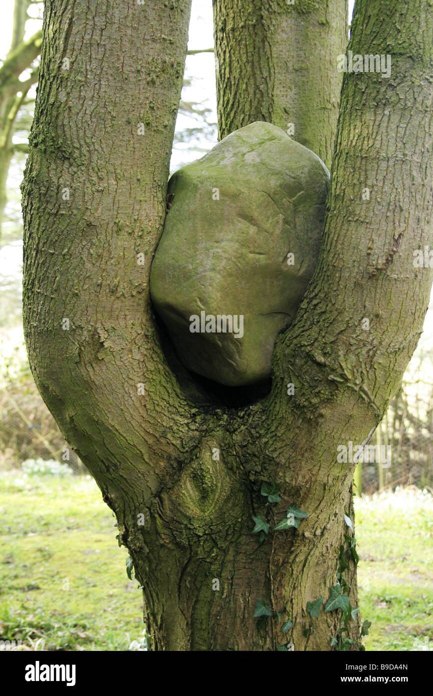 Arbre généalogique de pierre, la pierre plantée dans un arbre alors que ...