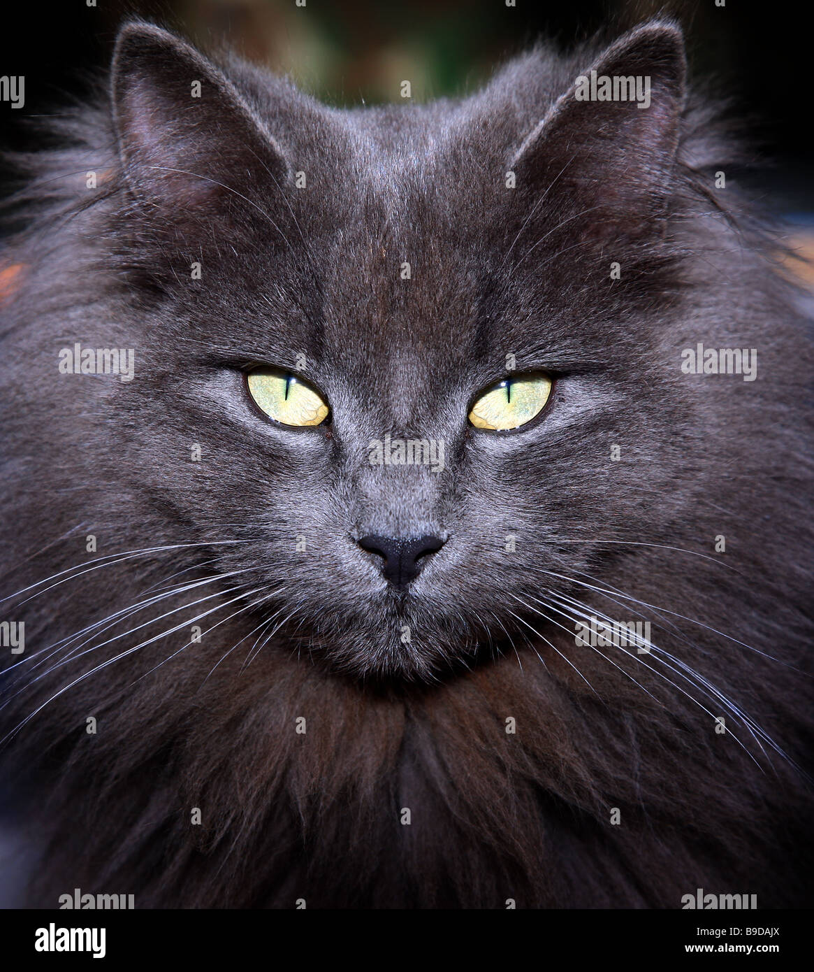 Yeux chat Banque de photographies et d’images à haute résolution - Alamy