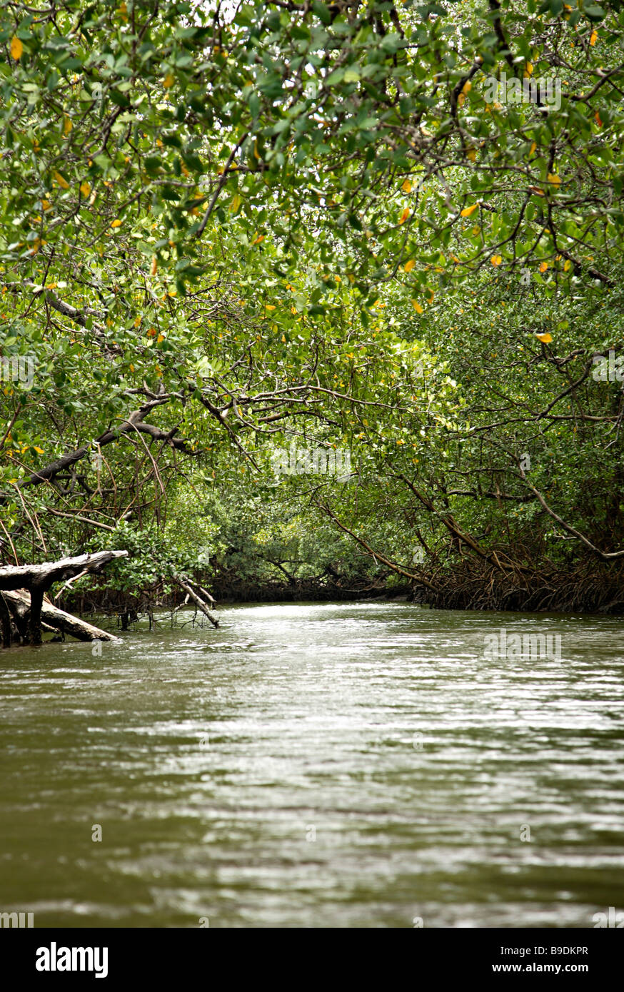 Mangroves brazil Banque de photographies et d’images à haute résolution ...