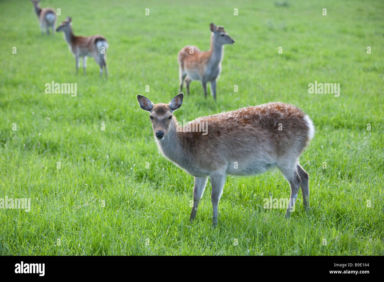 Les faons Banque de photographies et d’images à haute résolution - Alamy