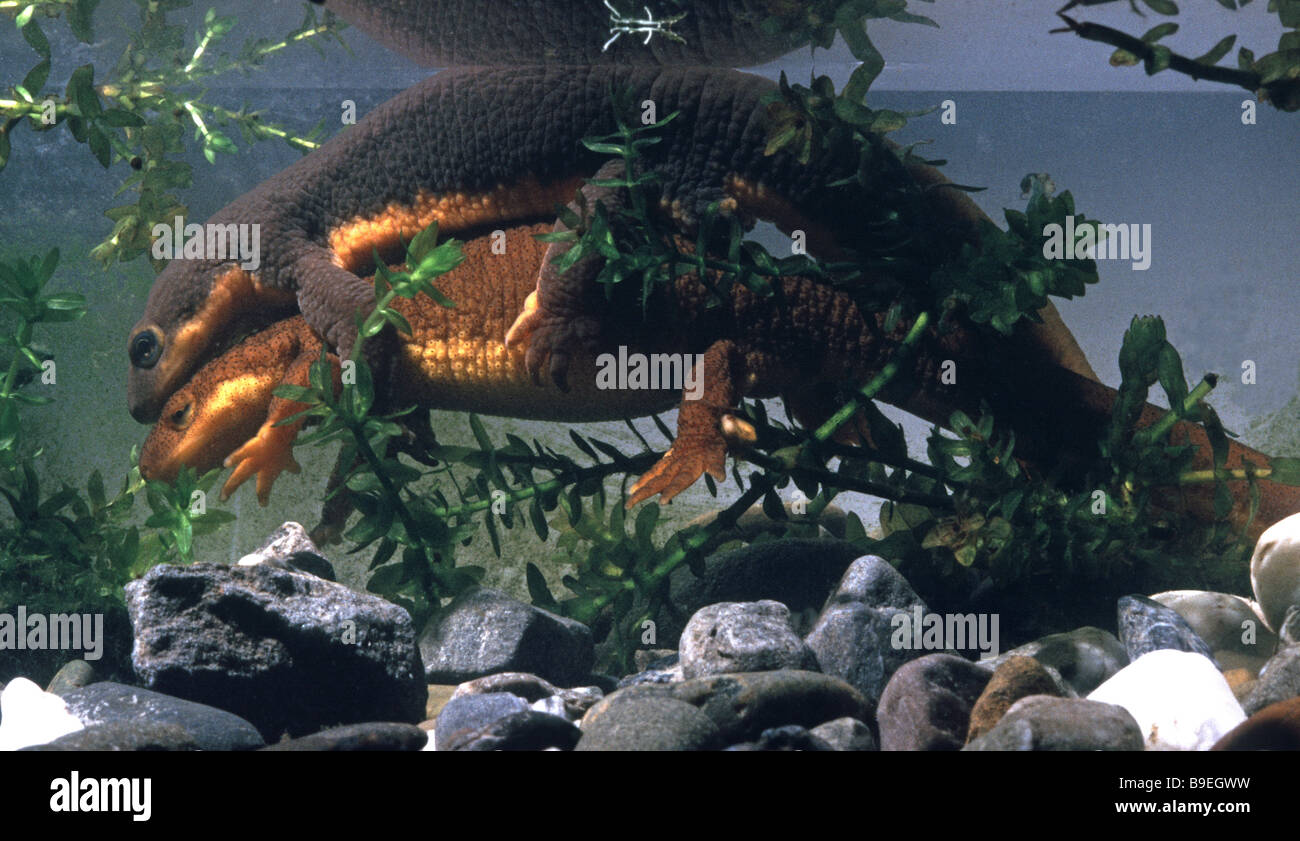 Peau rugueuse triton Taricha granulosa native d'accouplement de Santa ...