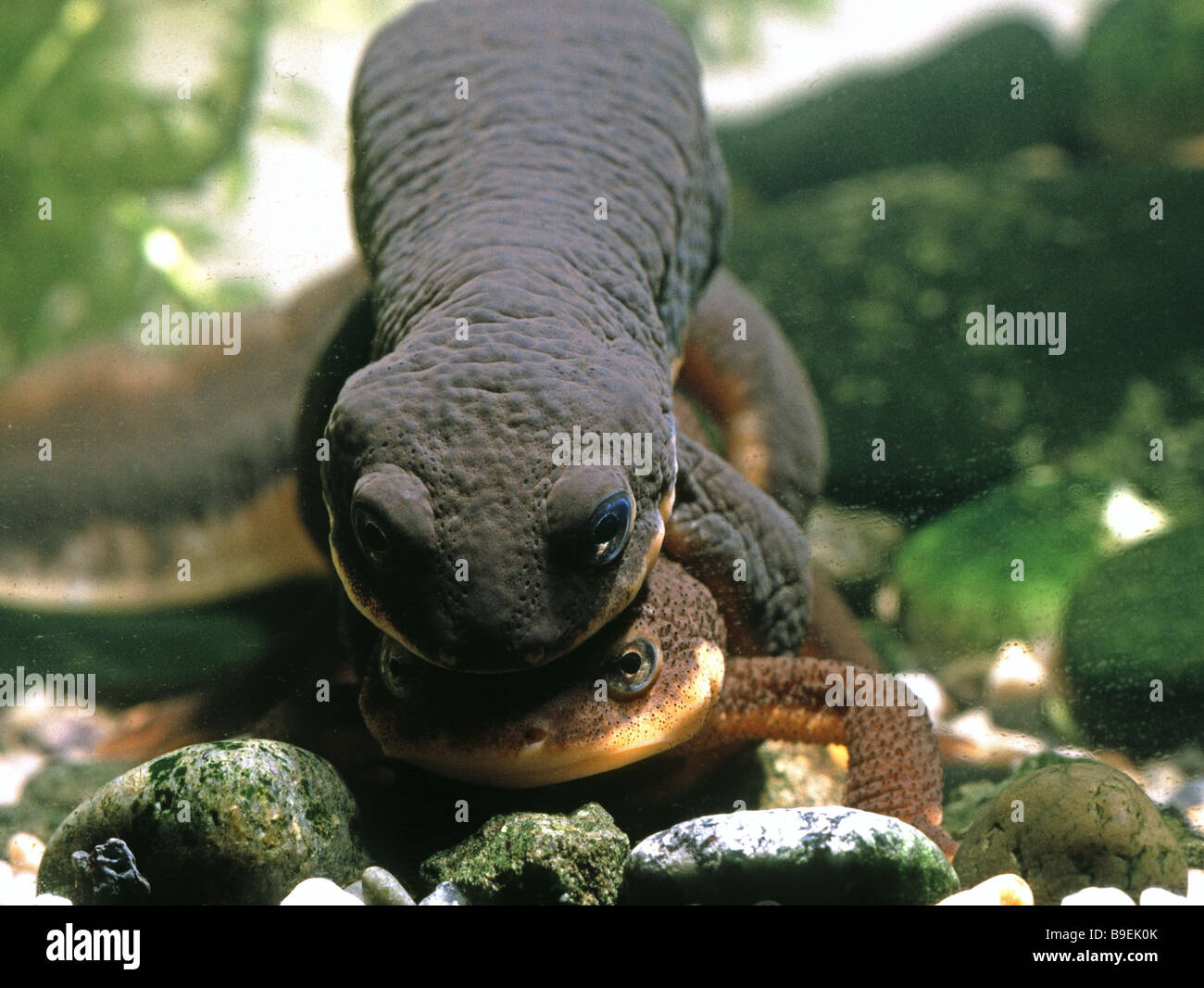 Peau rugueuse triton Taricha granulosa native d'accouplement de Santa ...
