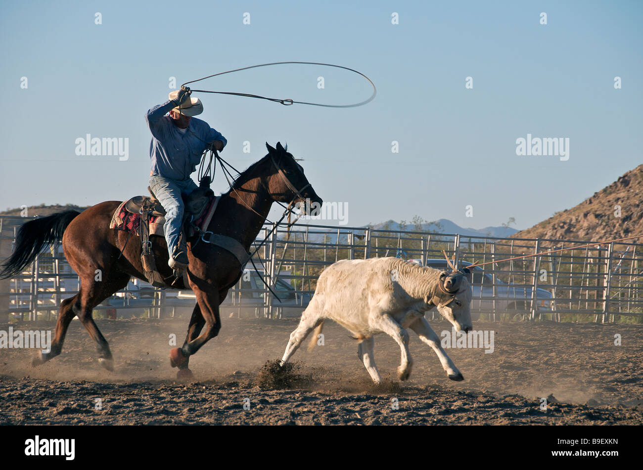 Cowboy lasso steer Golden Valley Kingman en Arizona USA Photo Stock - Alamy