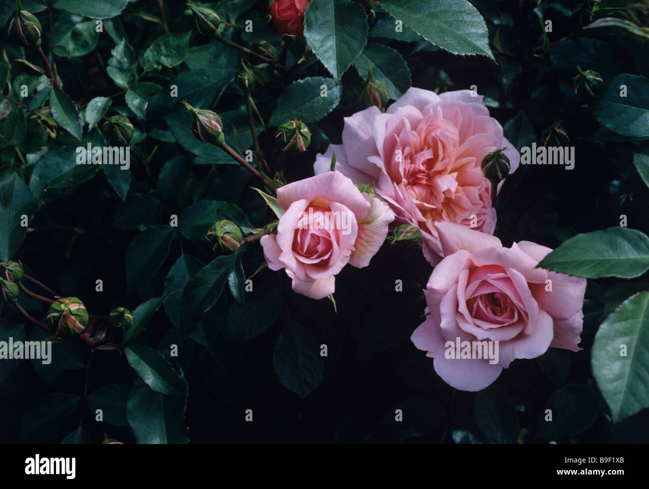 David austin rose albrighton Banque de photographies et d’images à ...