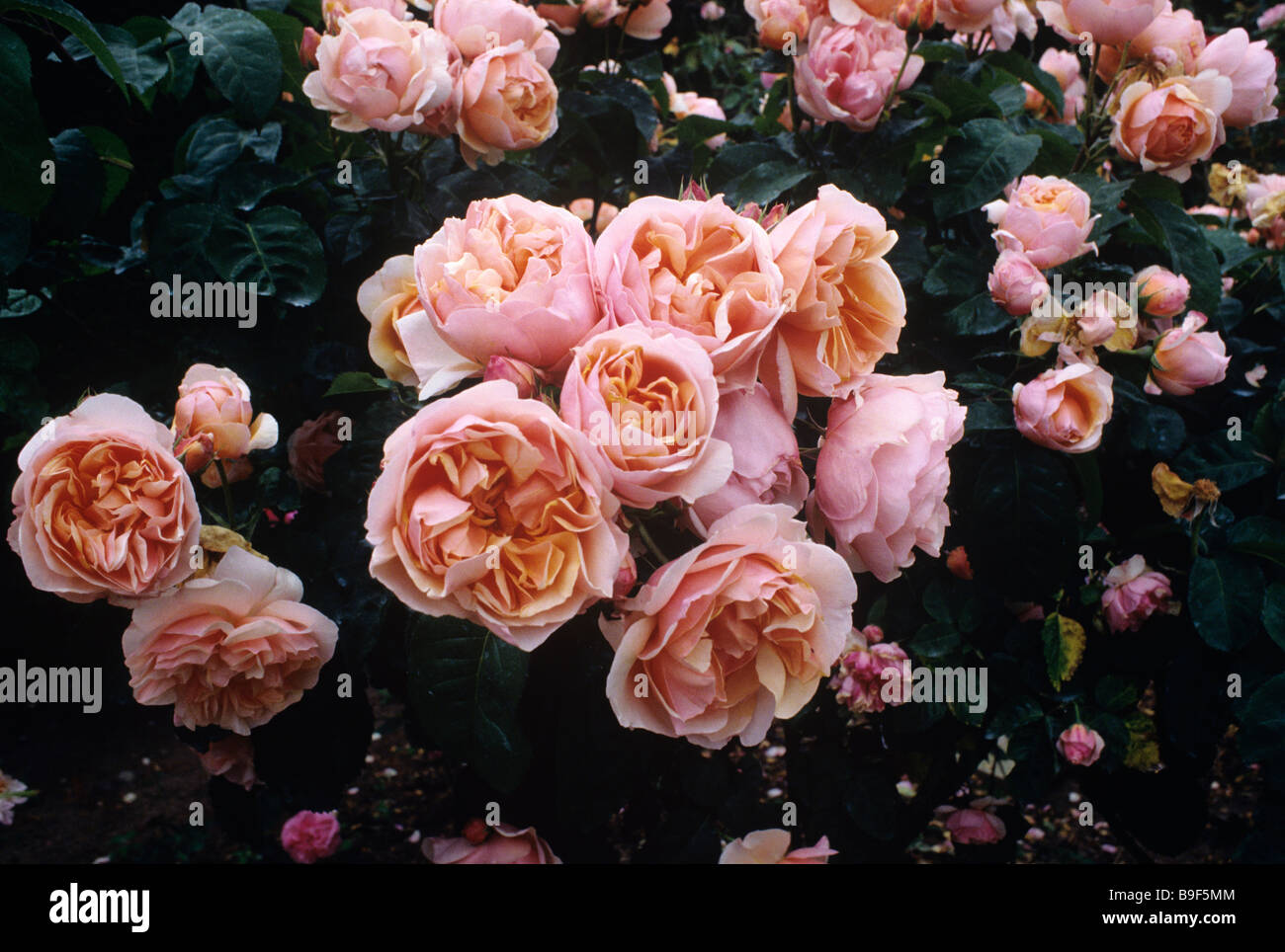 David austin english rose Banque de photographies et d’images à haute ...