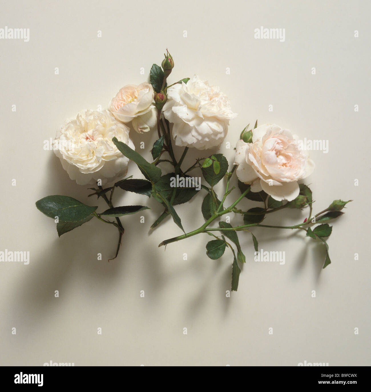 Emily rose Banque de photographies et d’images à haute résolution - Alamy