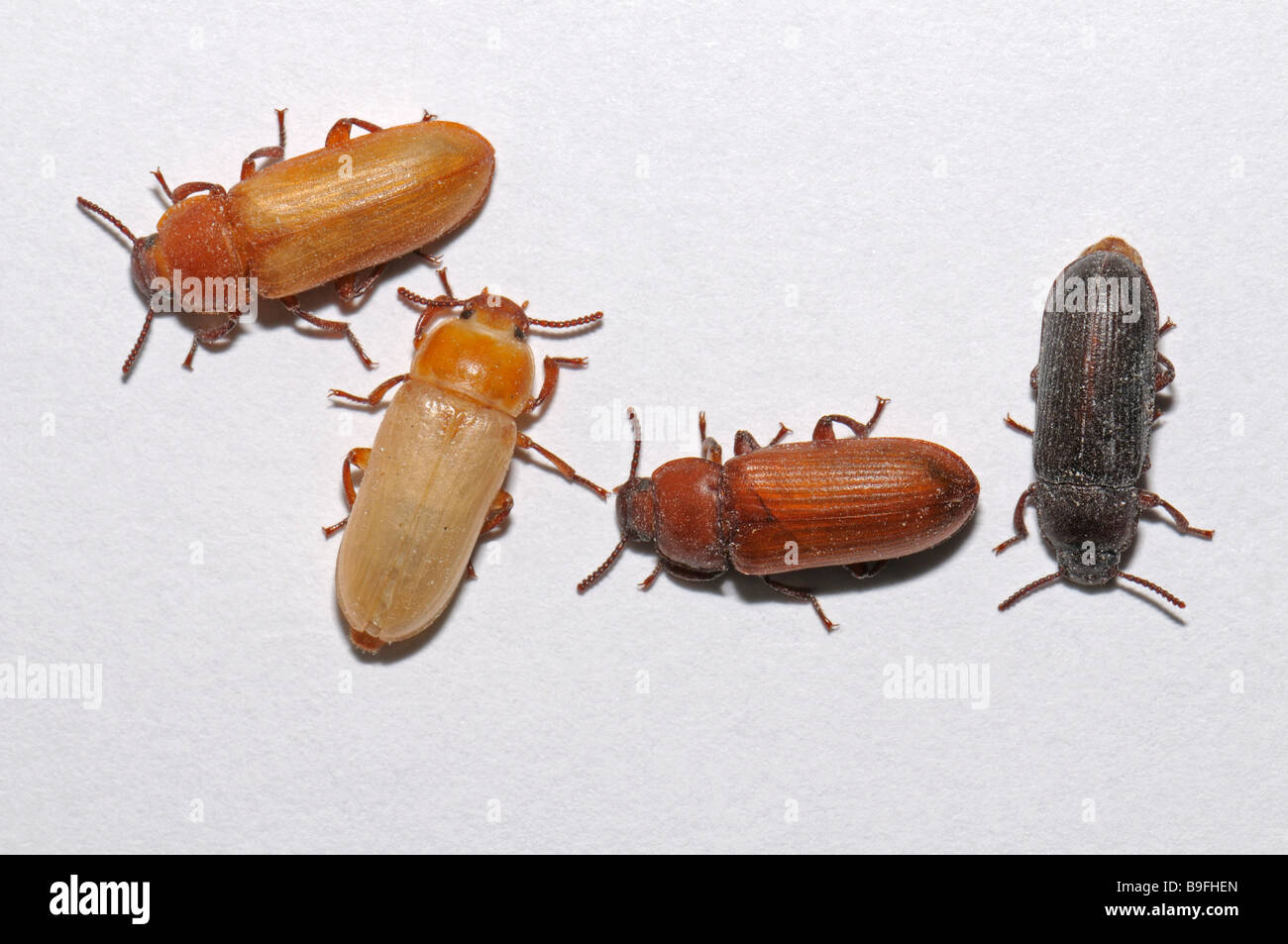 Tenebrio molitor Banque de photographies et d’images à haute résolution ...