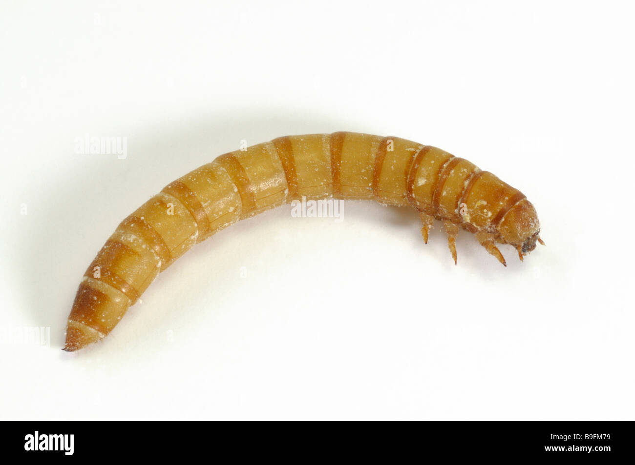 Tenebrio Molitor Larva Banque d'image et photos - Alamy