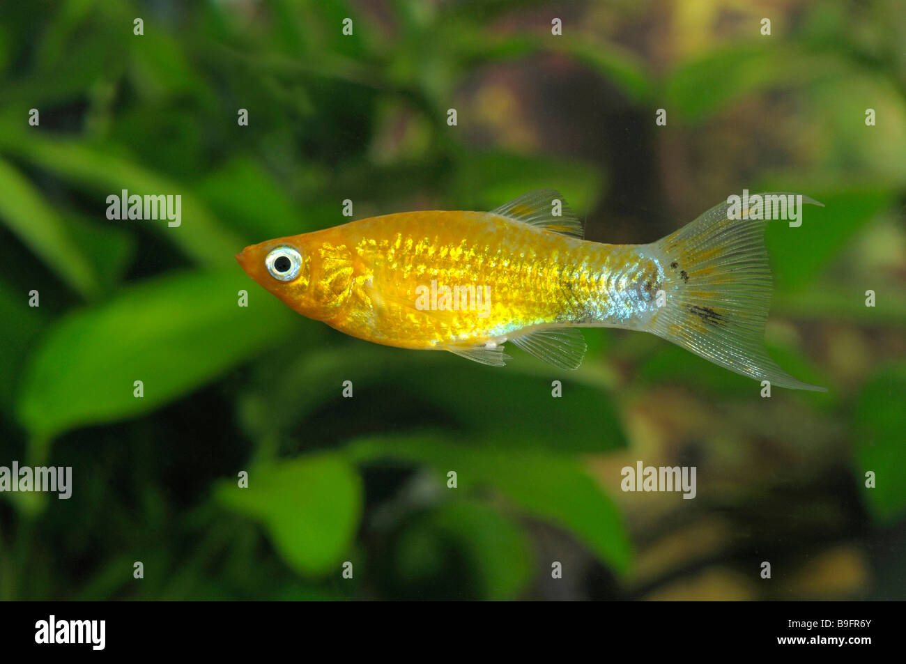 Molly poecilia sphenops Banque de photographies et d’images à haute ...