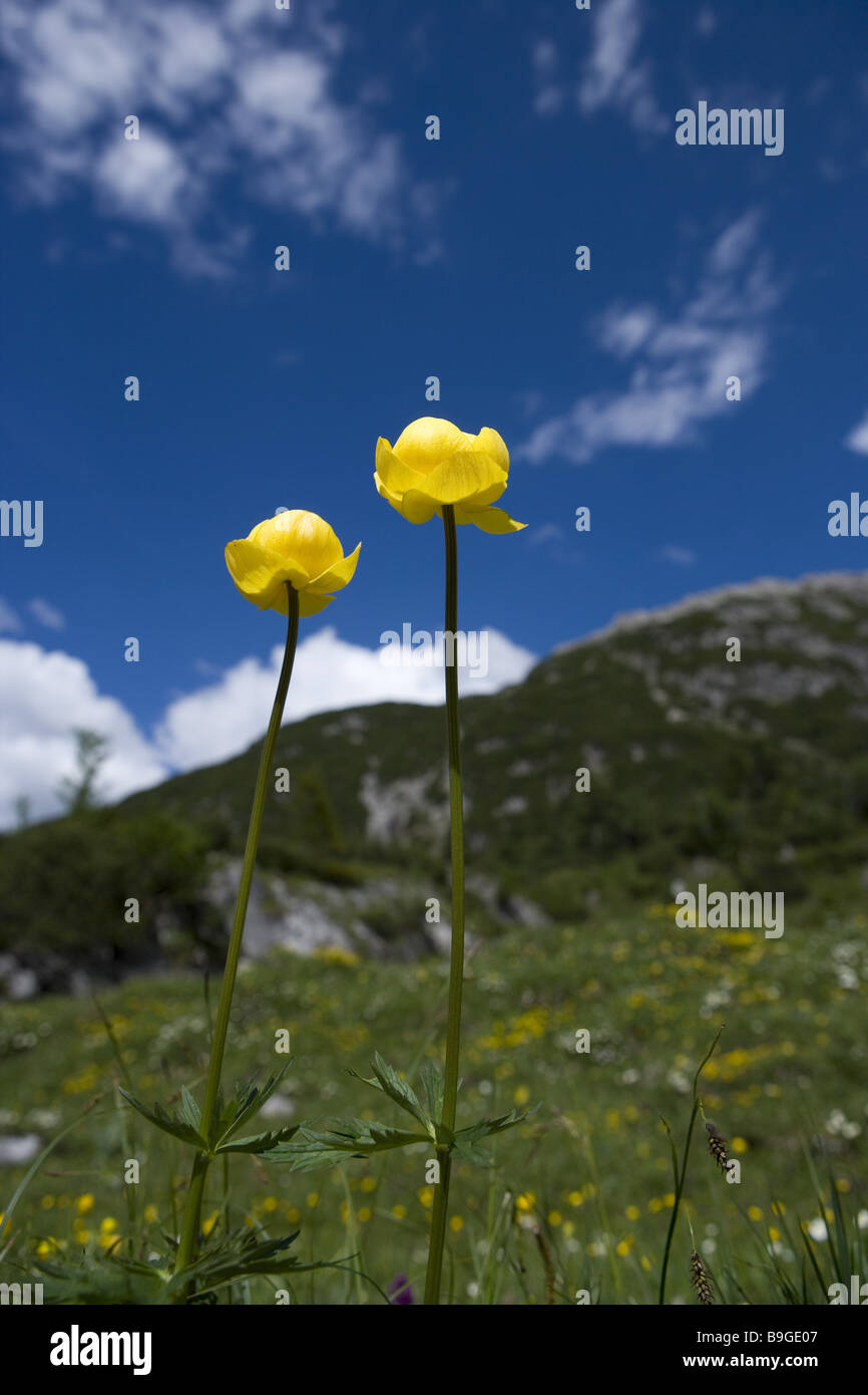 Fleurs des alpes fleurs Trollius europaeus-troll alpin alpes fleurs des ...