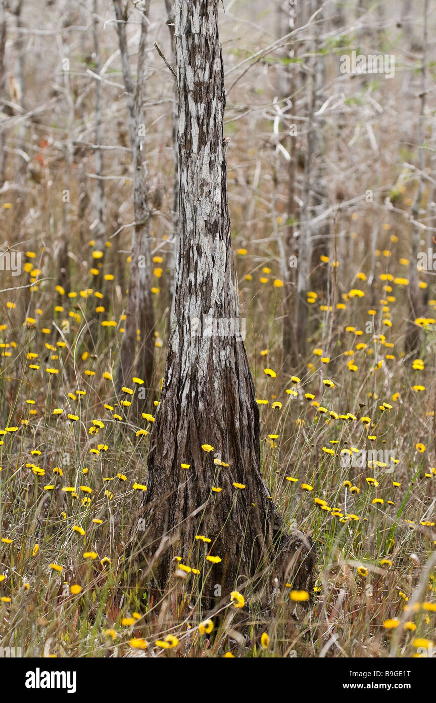 Le cyprès chauve en bois abri hamac fleurs sauvages durant la saison ...
