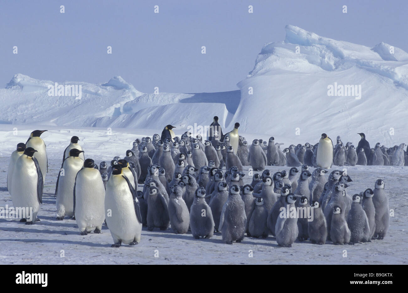 Manchot empereur blizzard Banque de photographies et d’images à haute ...