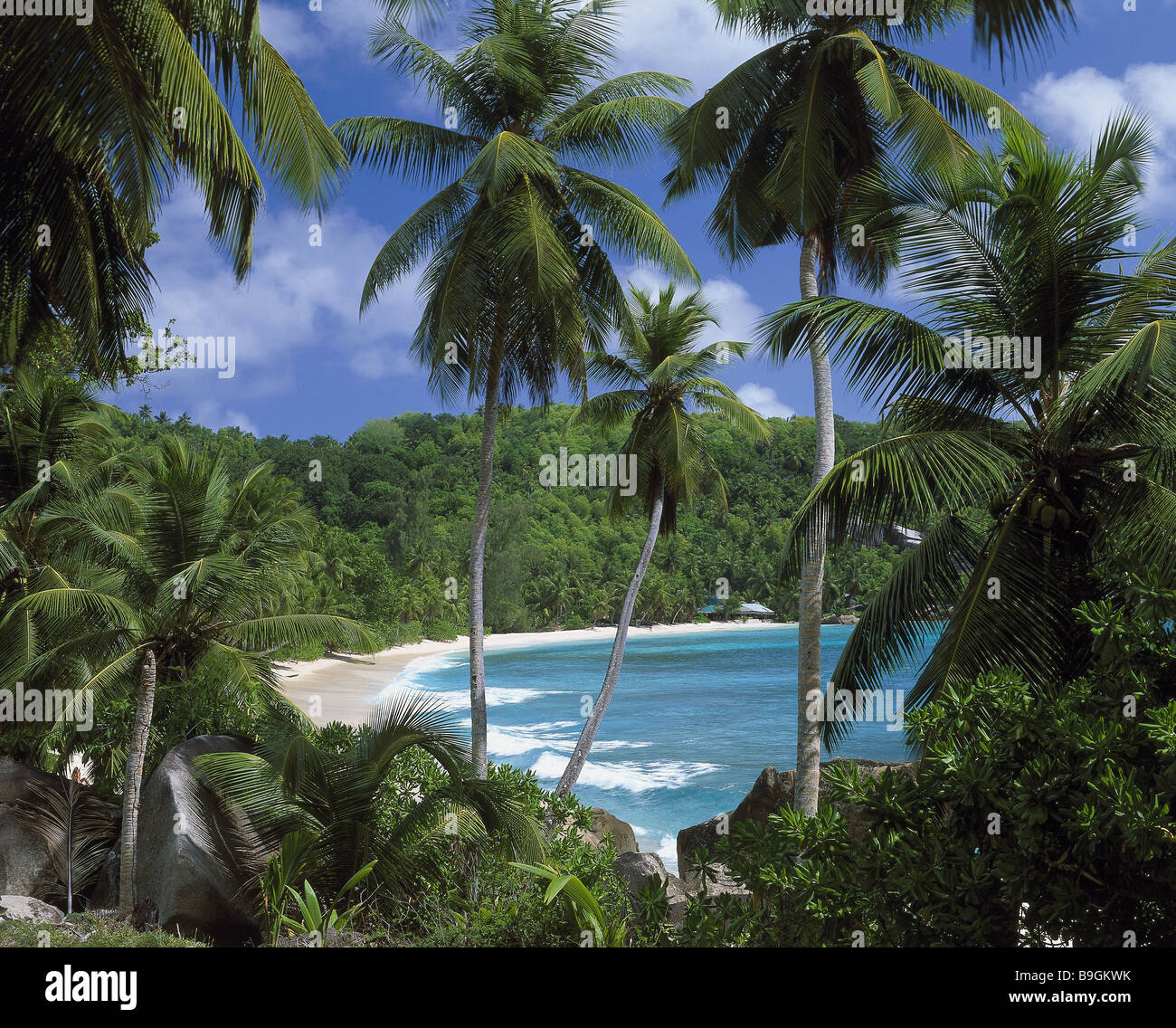 La végétation de l'île des Seychelles Mahe Anse Intendance regard bay ...