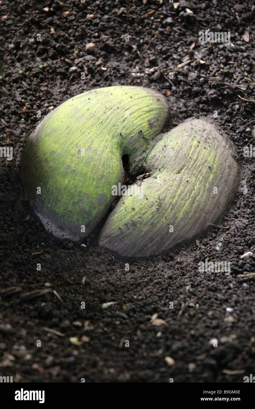 Seychelles nut Banque de photographies et d’images à haute résolution ...