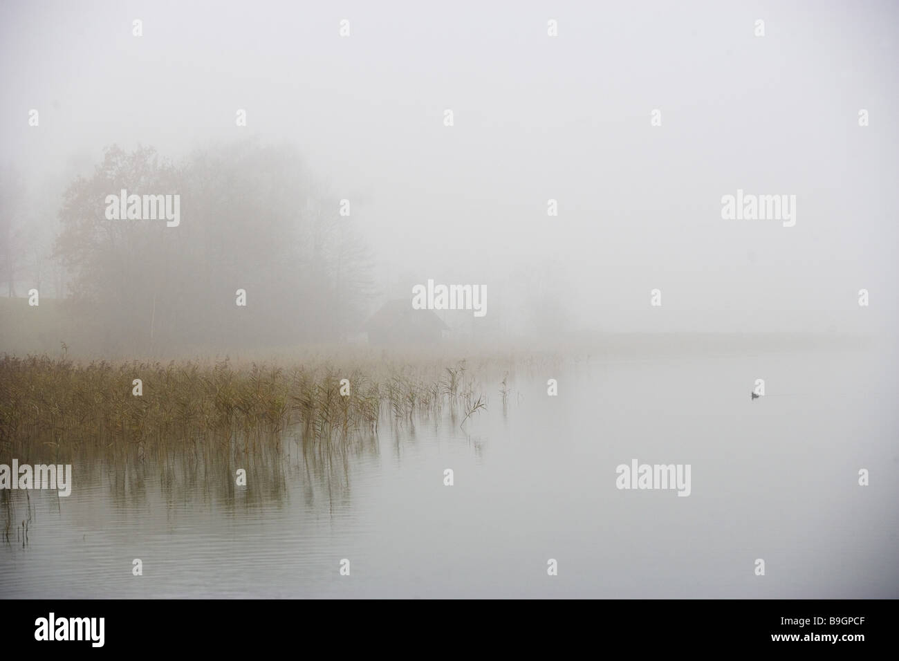 Rivage avec des roseaux Banque de photographies et d’images à haute résolution - Alamy