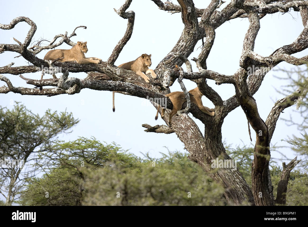Lions des arbres Banque de photographies et d’images à haute résolution ...