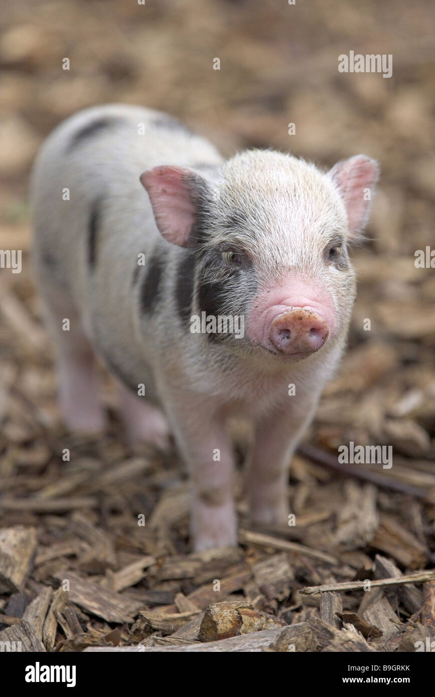 Stall pot-bellied pig cochon mammifère animal porcelets young young ...