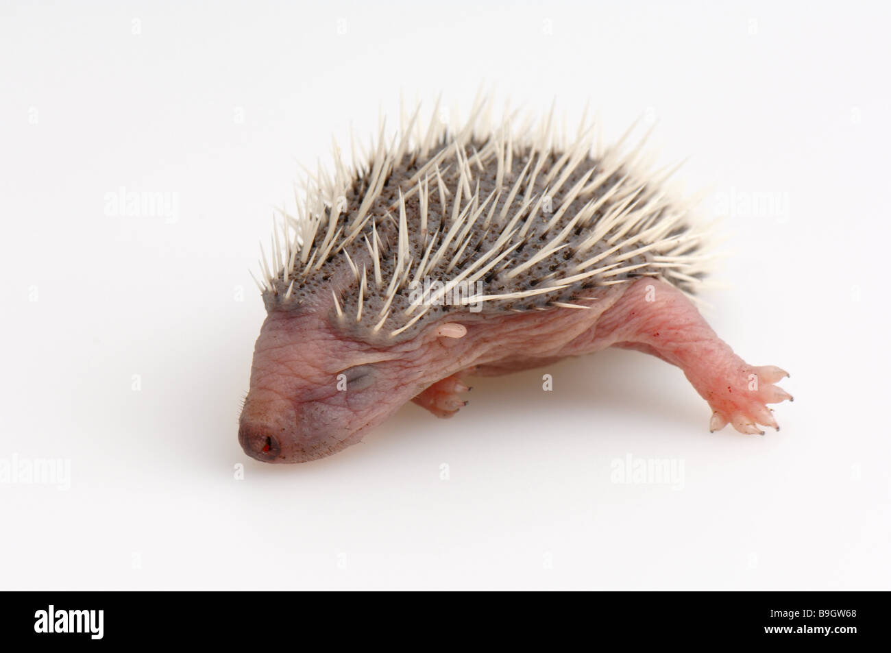 Hérisson d'Europe Erinaceus europaeus jeune animal sauvage mammifères ...