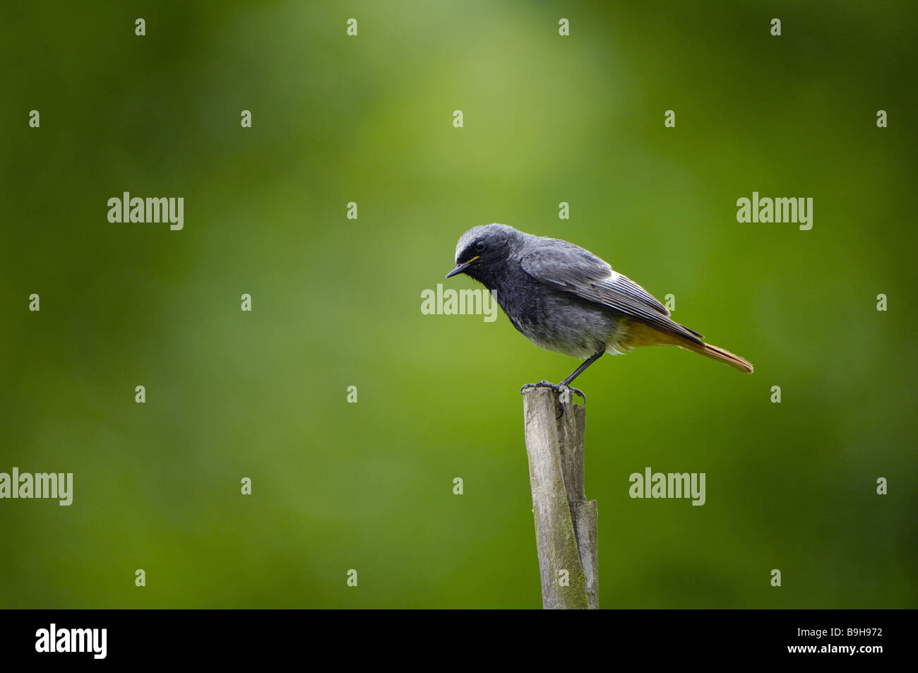 Oiseau queue rouge Banque de photographies et d’images à haute ...