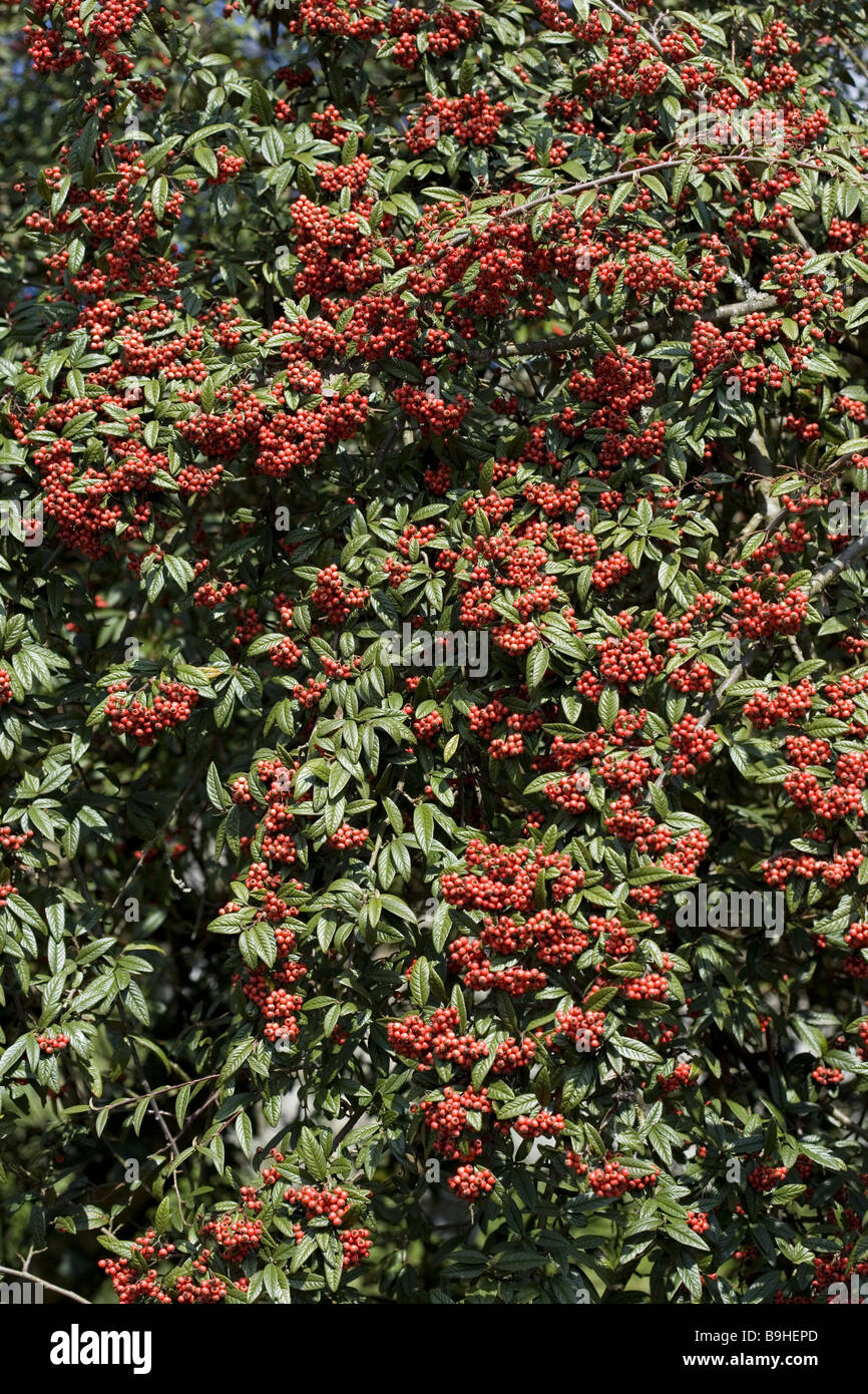 Cotoneaster shrub Banque de photographies et d’images à haute ...