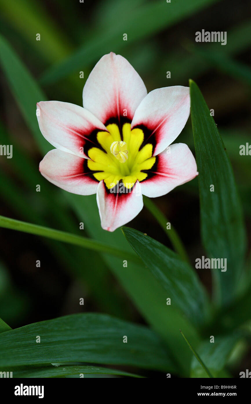 Gypsy flower Banque de photographies et d’images à haute résolution - Alamy