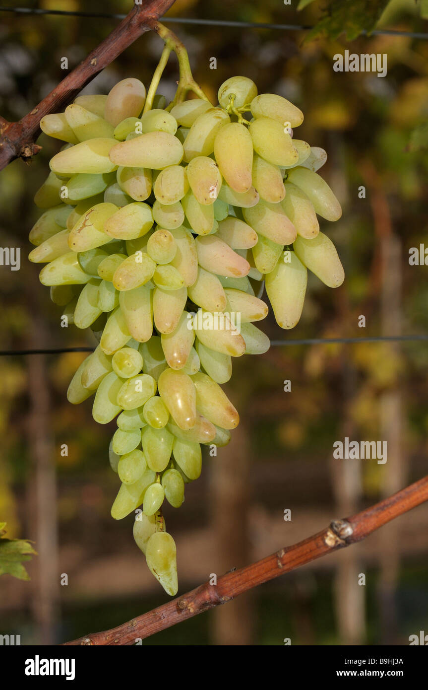 Vigne (Vitis vinifera), variété : Original, de la vigne au raisin Photo ...