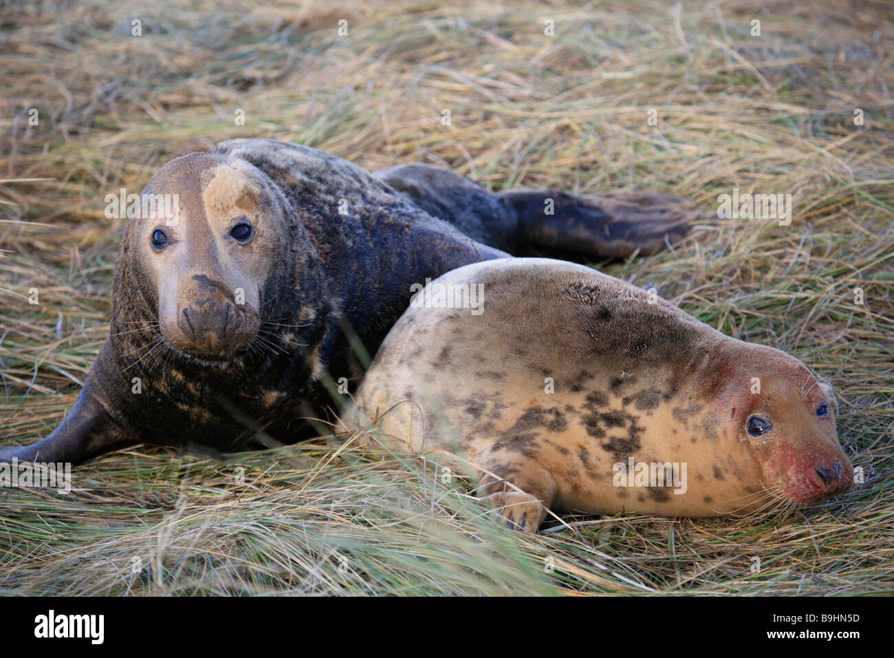 Vache accouplement avec taureau Banque de photographies et d’images à ...