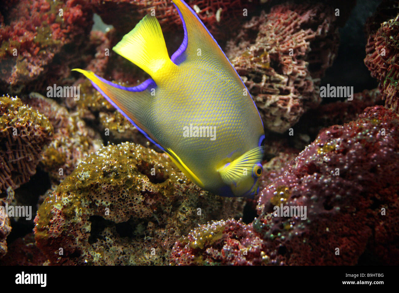 Queen Angelfish, Holacanthus ciliaris, Pomacanthidae, Perciformes, mer ...