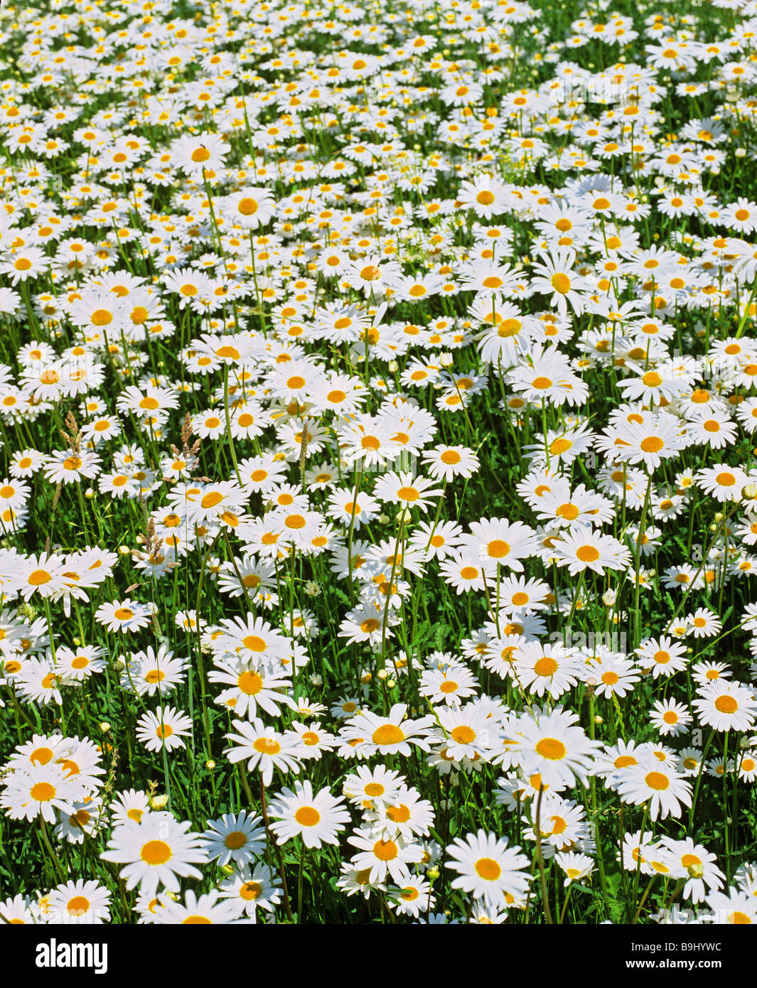 Race De Fleurs Banque d'image et photos - Alamy