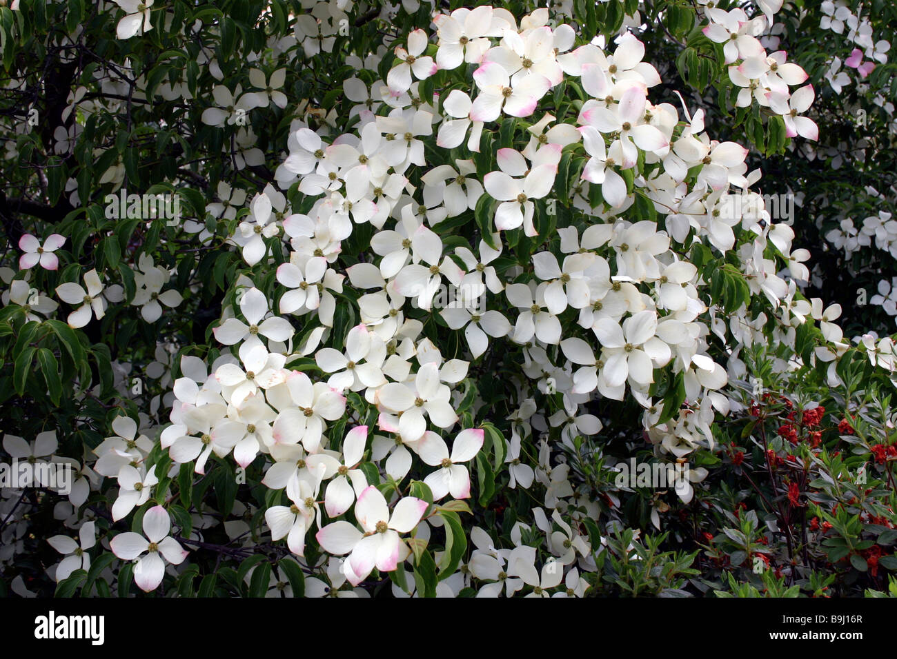 Cornus x norman hadden Banque de photographies et d’images à haute ...