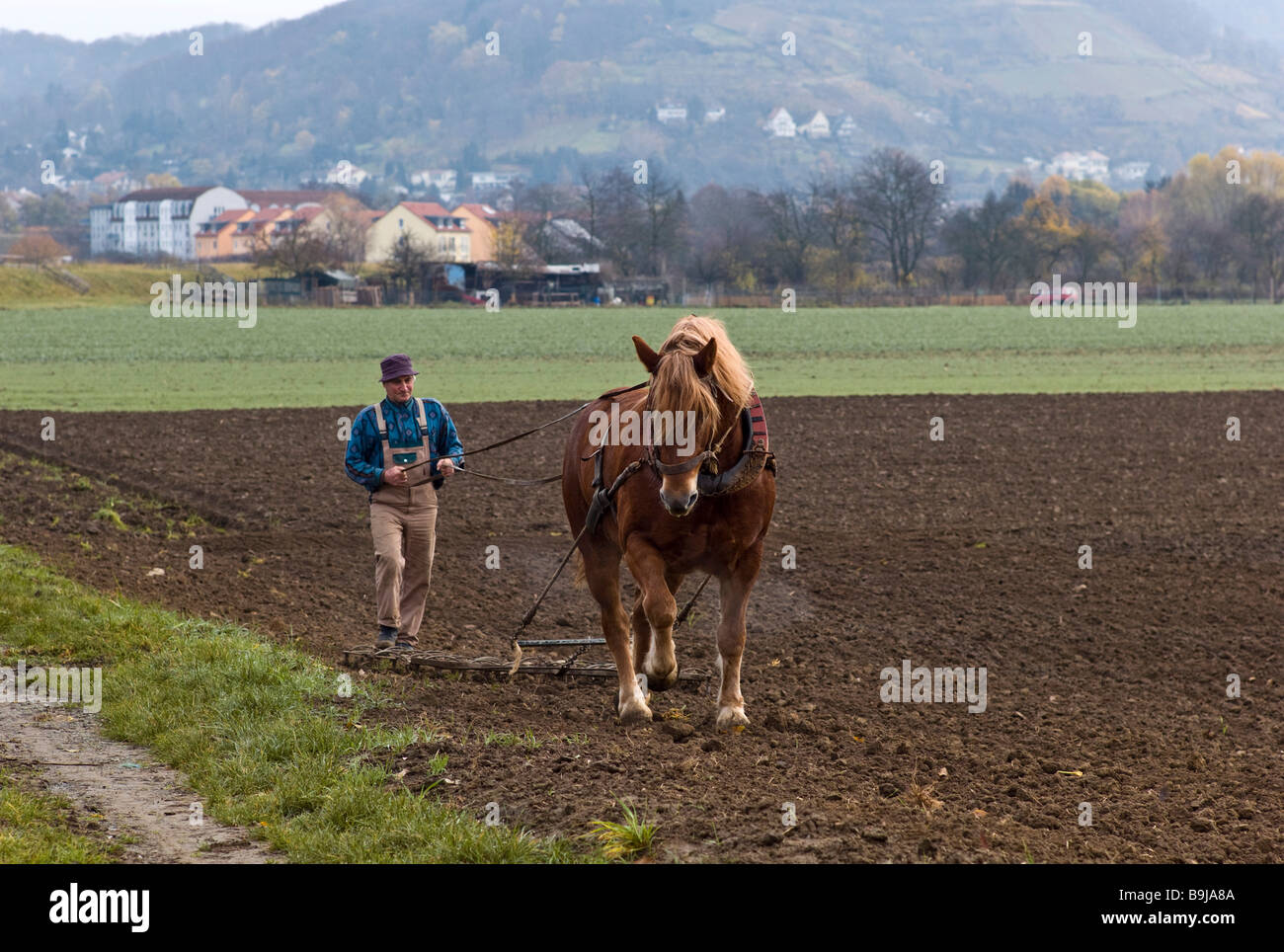Cheval tirant une charrue Banque de photographies et d’images à haute ...